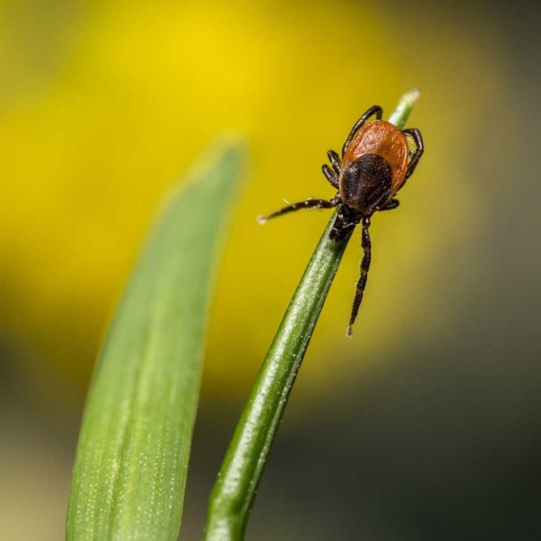 An Important Reminder From Nurse Nan: Save Your Tick - Kaplan Center ...